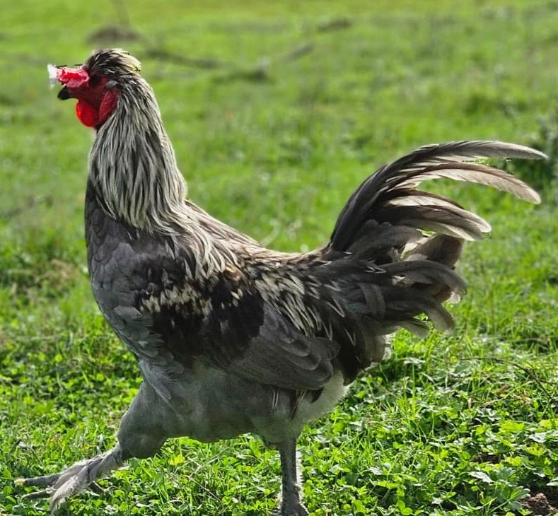 Trick - Tierheim Montabaur